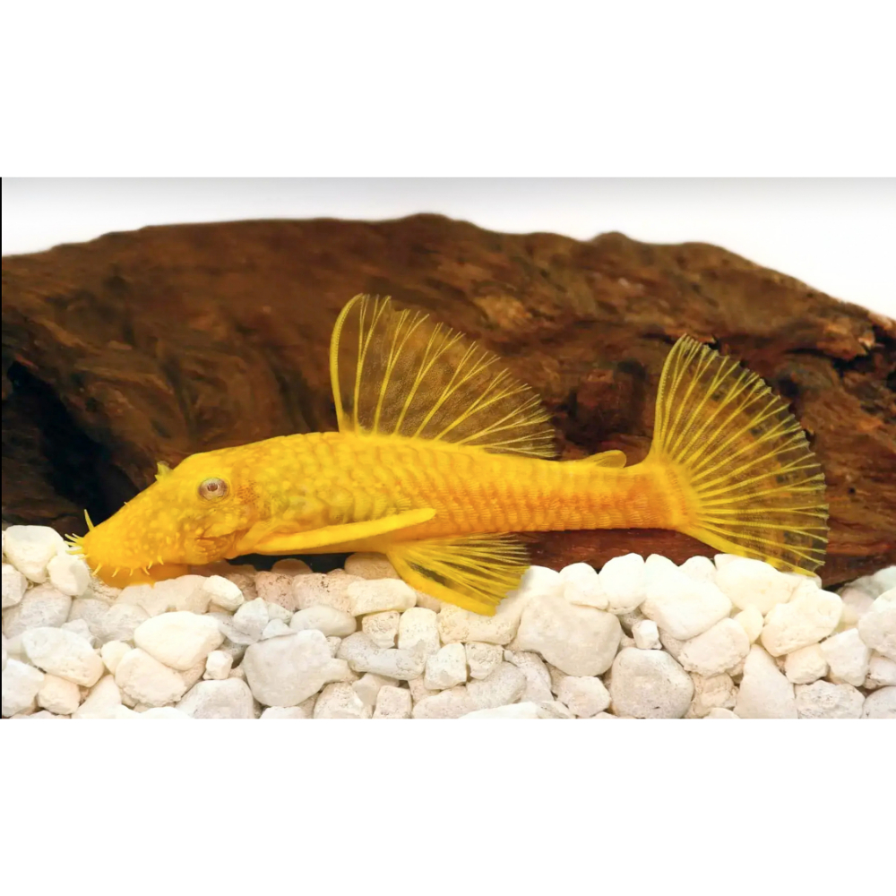 ANCISTRUS GOLD 4CM-5CM - Indie Aqua