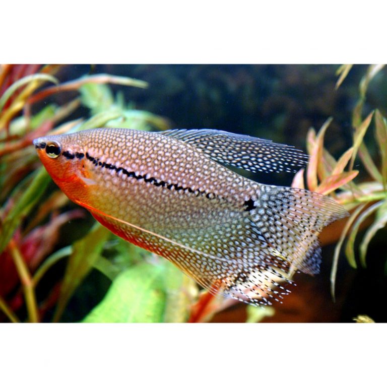 TRICHOGASTER LEERI - GOURAMI PÉROLA L - Indie Aqua