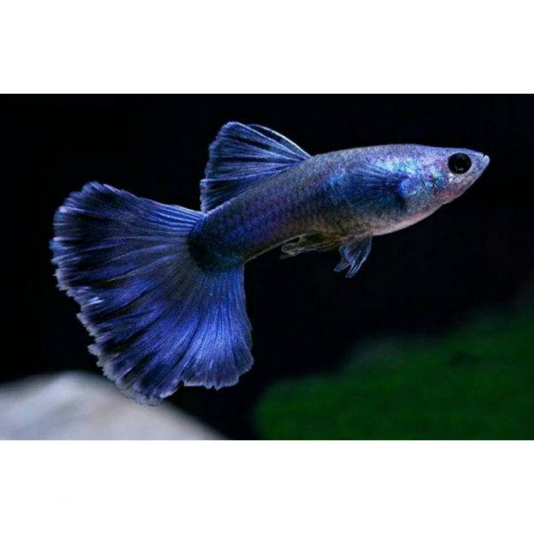 GUPPY FULL BLUE NÉON - Indie Aqua