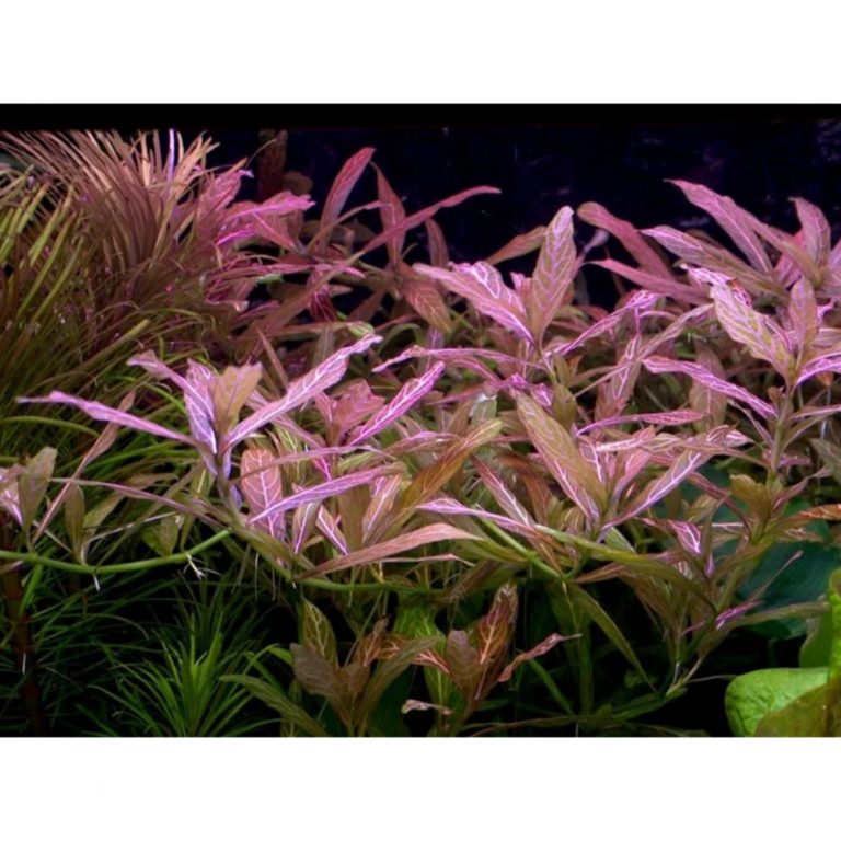 HYGROPHILA POLYSPERMA 'ROSANERVIG' - Indie Aqua
