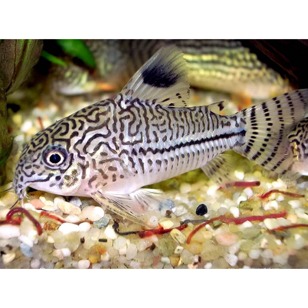 CORYDORAS JULII - Indie Aqua