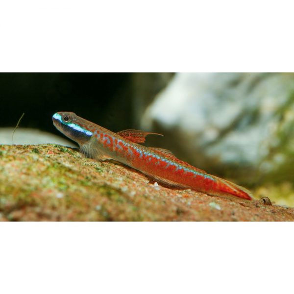 STIPHODON ANNIEAE - GÓBIO NEON LARANJA - Indie Aqua