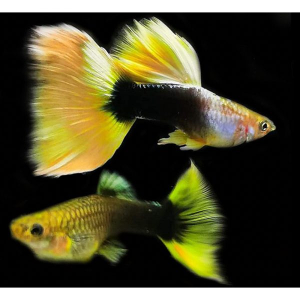 GUPPY YELLOW TUXEDO (CASAL) - Indie Aqua