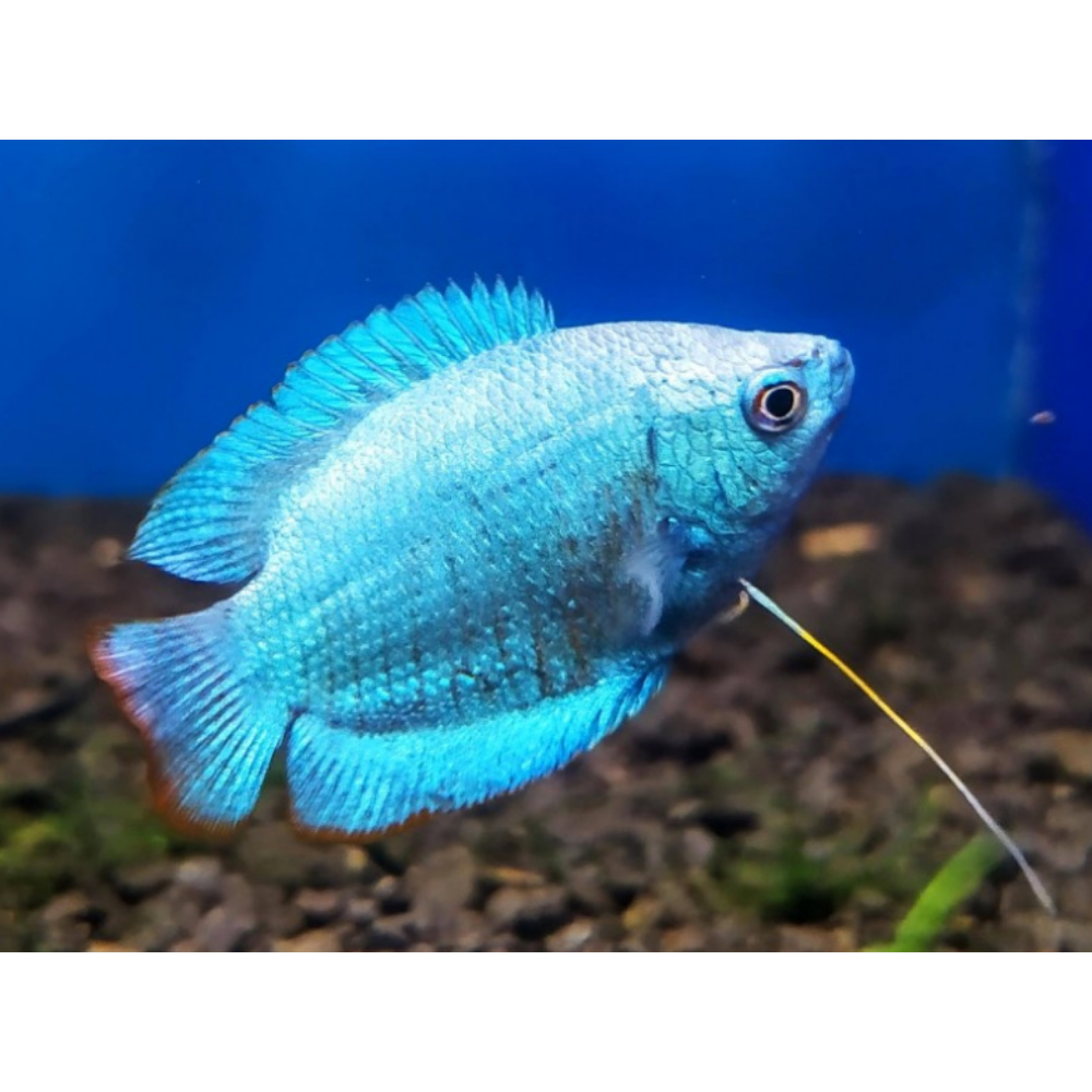 COLISA AZUL COBALTO XL (CASAL) - Indie Aqua