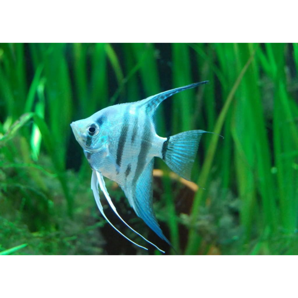 ESCALAR BLUE NÉON 3-4CM - PTEROPHYLLUM SCALARE BLUE NÉON - Indie Aqua