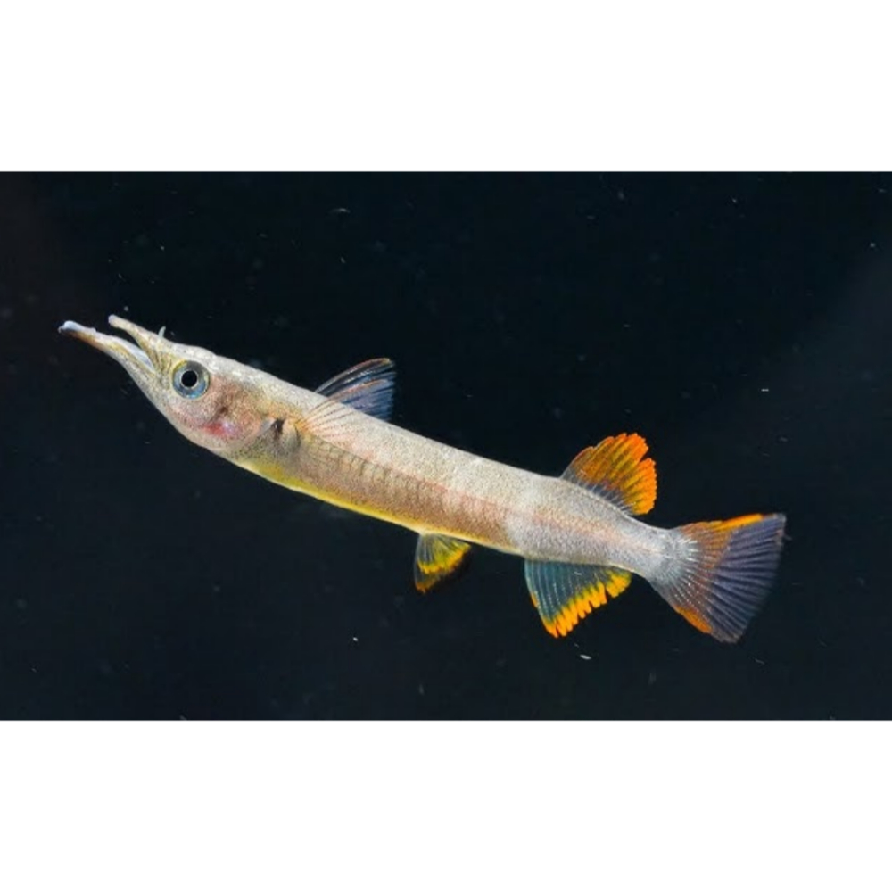 DERMOGENYS PUSILLUS M - PEIXE AGULHA PRATA - Indie Aqua