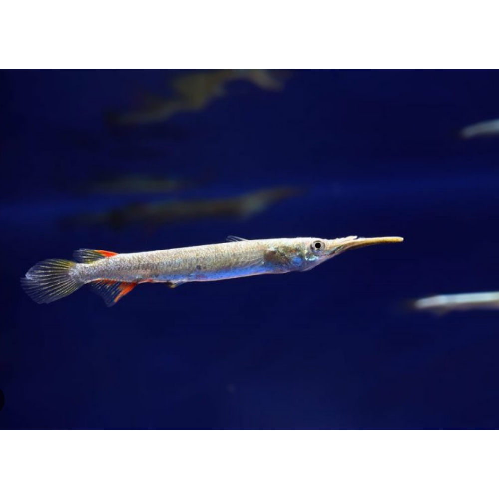 DERMOGENYS PUSILLUS M - PEIXE AGULHA PRATA - Indie Aqua