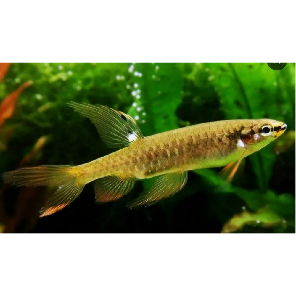 COPELLA ARNOLDI - TETRA SPLASH - Indie Aqua