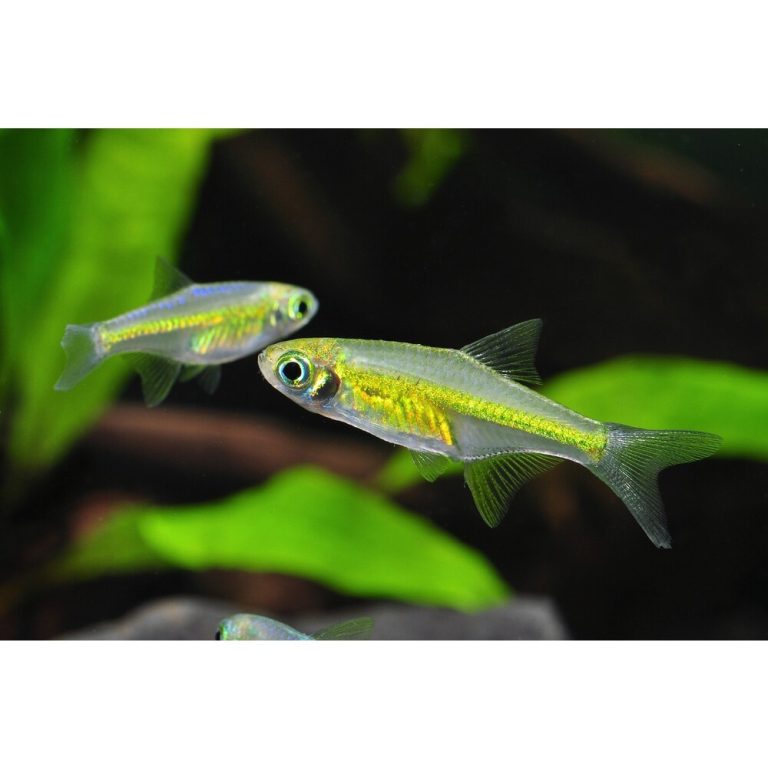 MICRODEVARIO KUBOTAI - RASBORA KUBOTAI - Indie Aqua